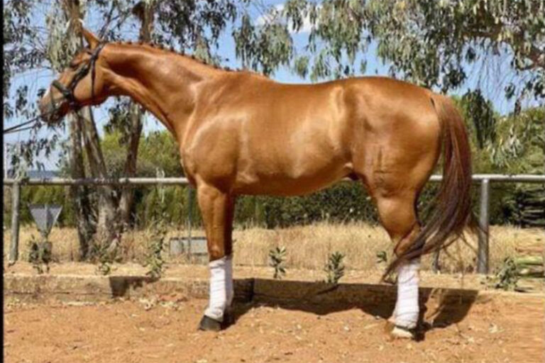 AECCAA | UN ANGLO-ÁRABE, RUMBO A CHINA DESDE LA GRAN SEMANA